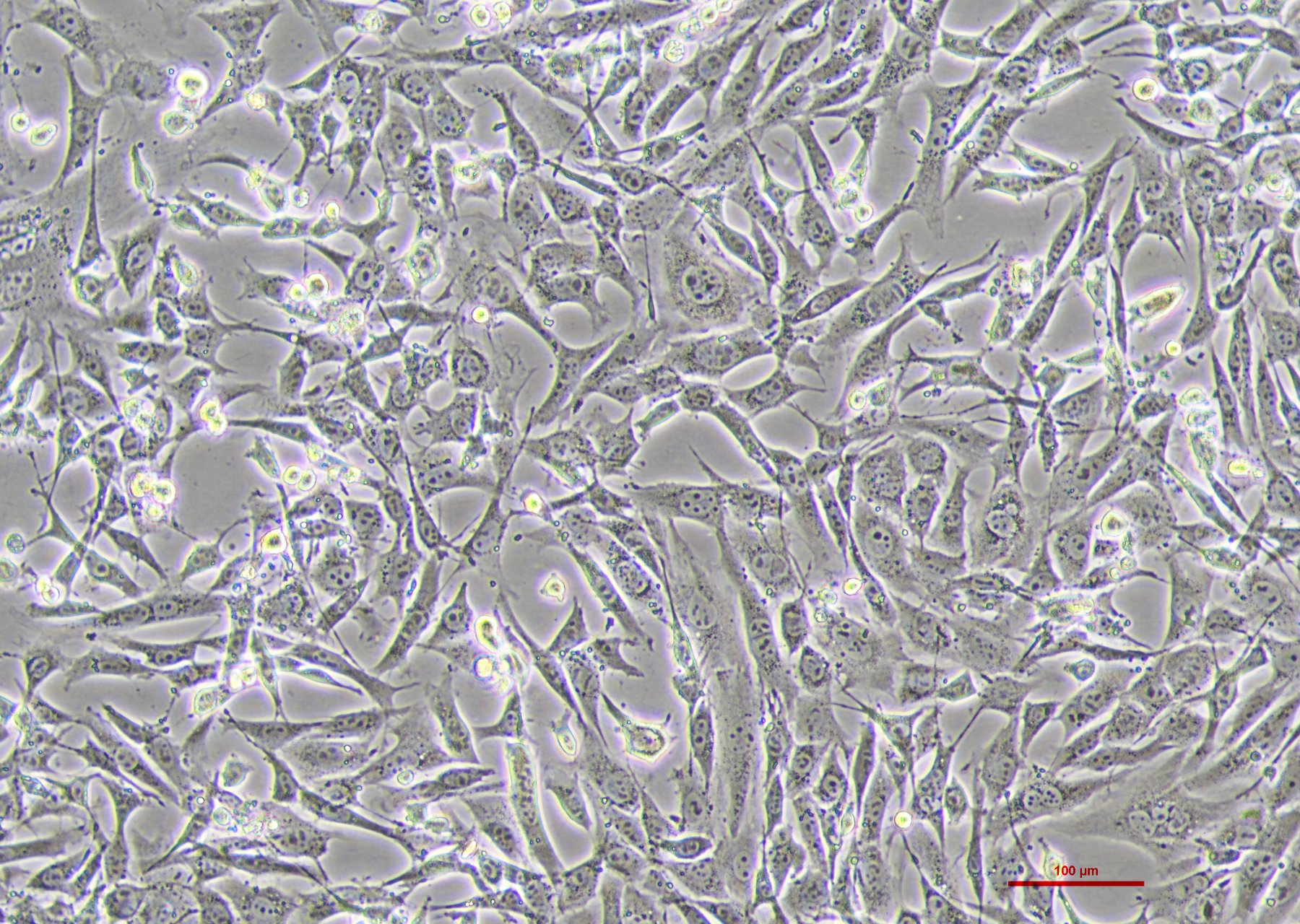 小鼠胚胎成纤维细胞 3t3 L1(种属鉴定正确) 细胞系 细胞库 旗赛生物科技(武汉)有限公司