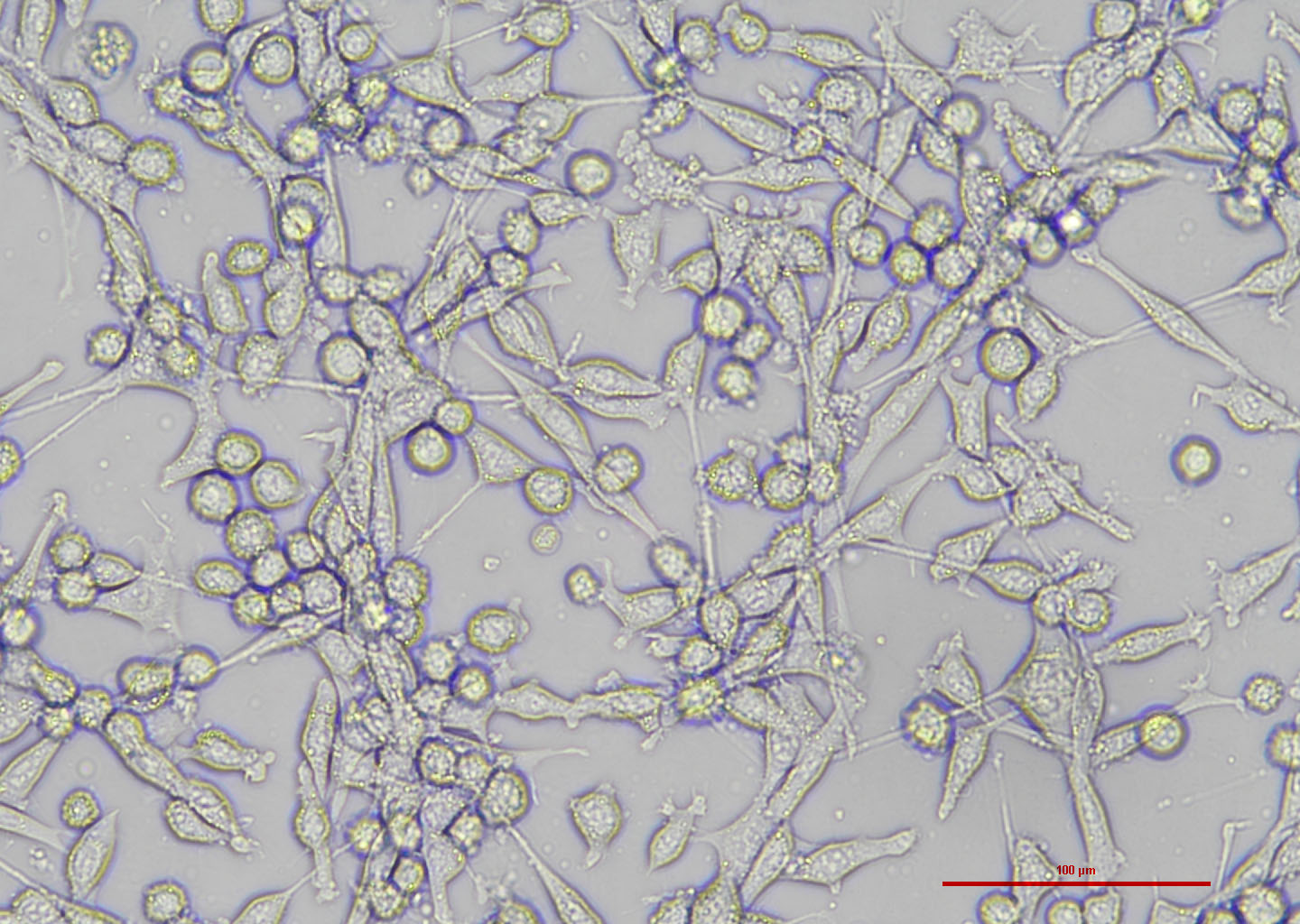 小鼠结肠癌细胞 Mc38（str鉴定正确） 细胞系 细胞库 旗赛生物科技（武汉）有限公司